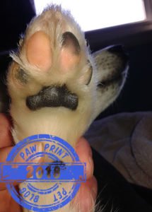 The Story Behind Our Logo – Paw Print