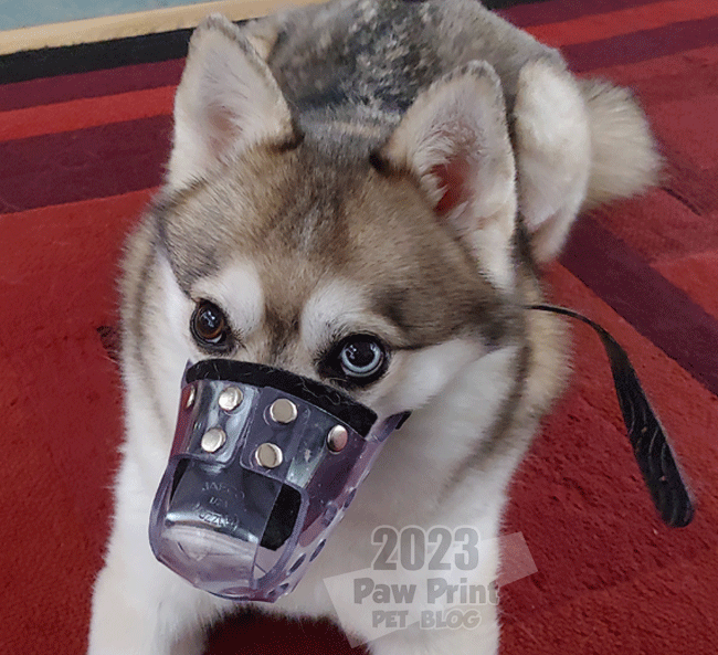 Breaking the Stereotypes of Dog Muzzles – Paw Print