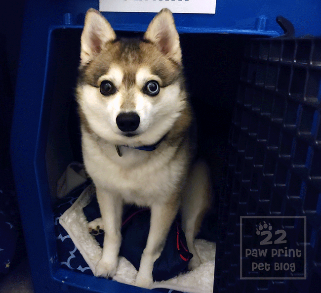 My Thoughts on Crate Training – Paw Print