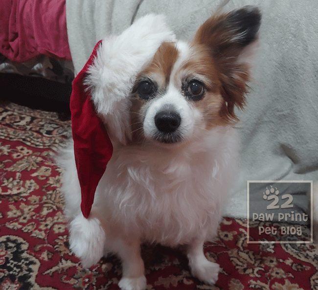 Kit & Fen's Dog Holiday Gift Guide! – Paw Print