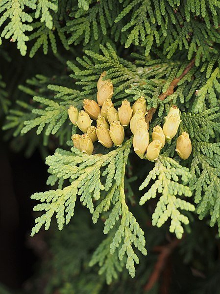 Does Thuja Work for Removing Dog Warts? – Paw Print
