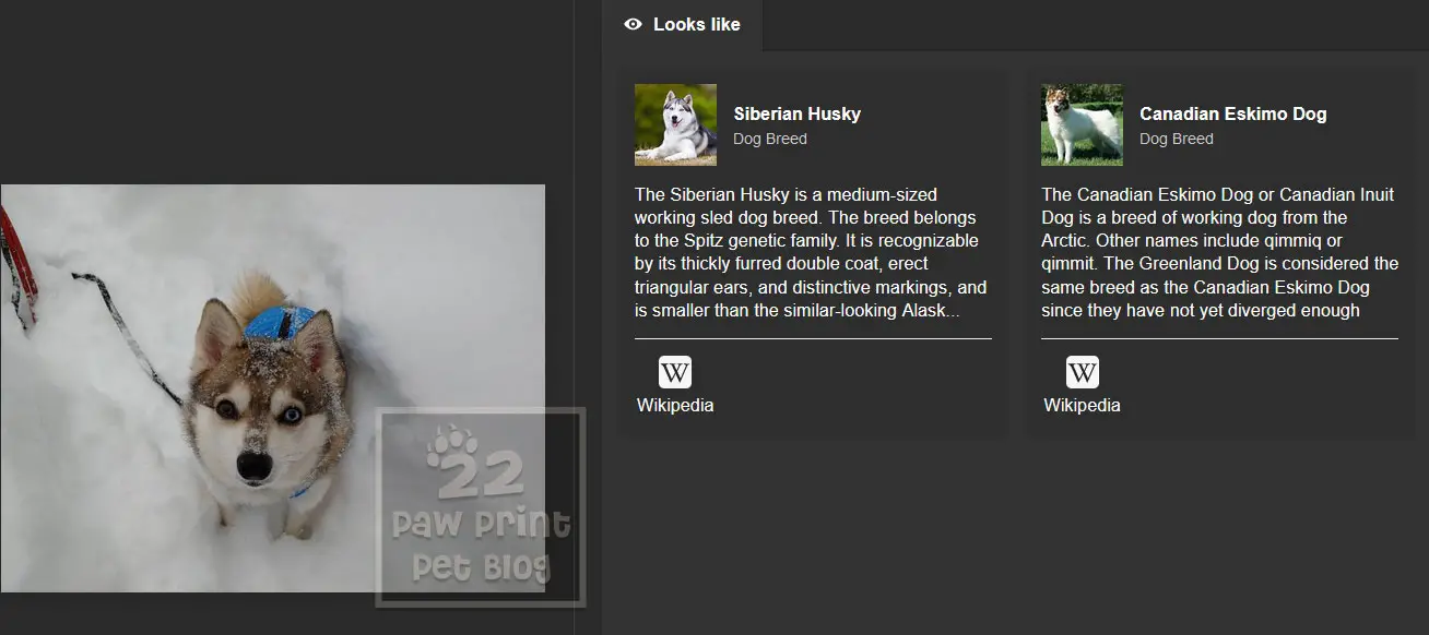 Reviewing Microsoft's Dog Breed Recognition Website – Paw Print