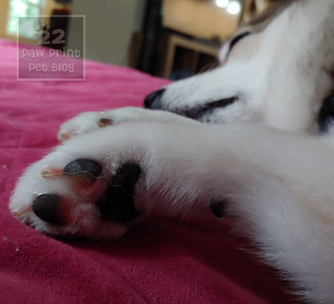 Hot Pavement Can Burn Pets' Paws – Paw Print