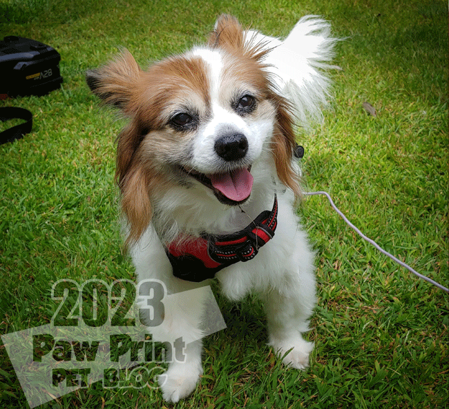 The Stages of Grief After Losing a Pet: Shock and Denial – Paw Print