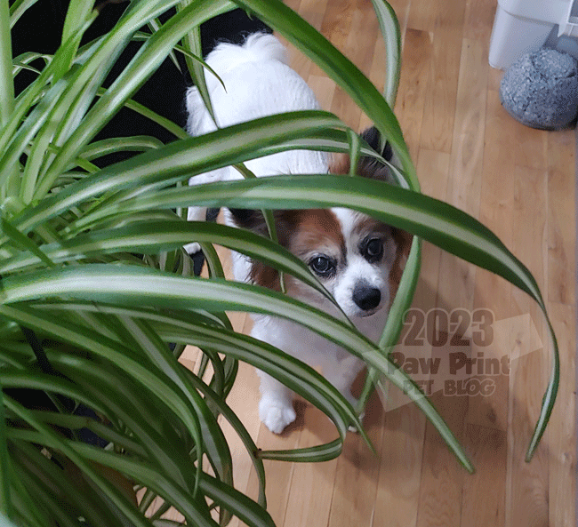 5 Of My Favorite Dog Friendly House Plants – Paw Print