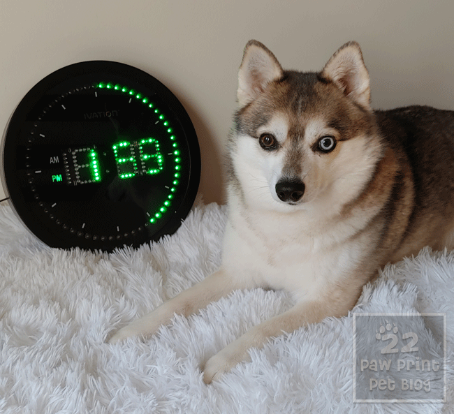 Helping Dogs Cope with Daylight Savings Time – Paw Print