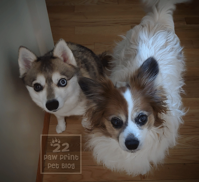5 Little Known Facts About My Dogs – Paw Print