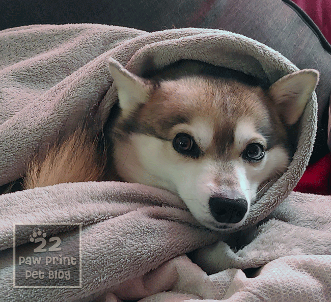 What You Need To Know About Canine Influenza (Dog Flu) – Paw Print