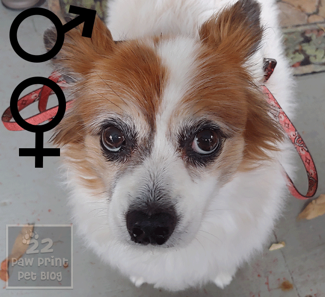 Girl Vs. Boy Dogs: Does it Matter? – Paw Print