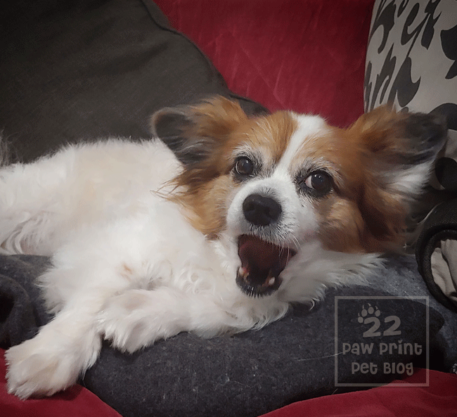 Are Papillons Loud? 6 Tricks to Deal with Your Yappy Pappy – Paw Print