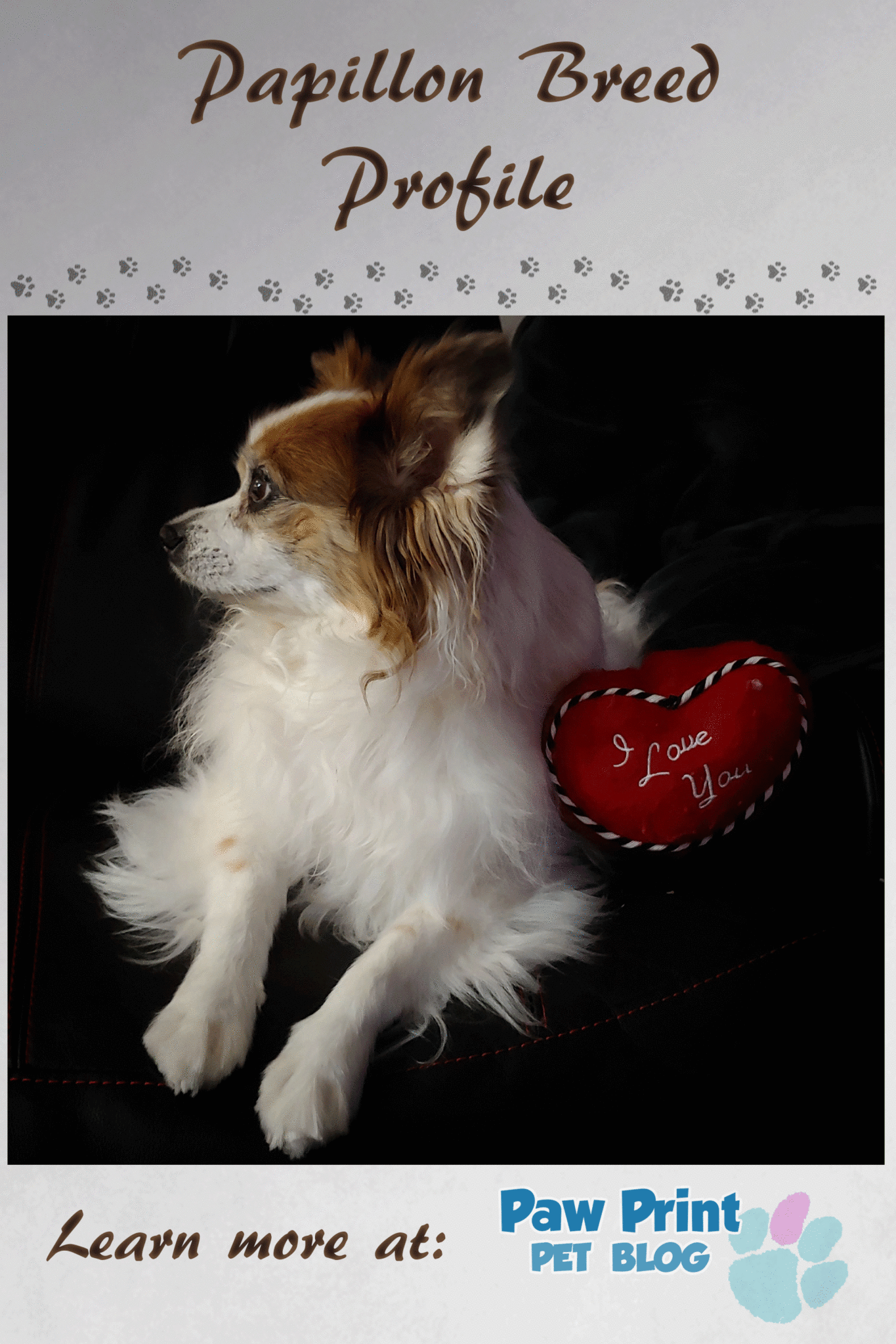 Papillon Breed Profile – Paw Print