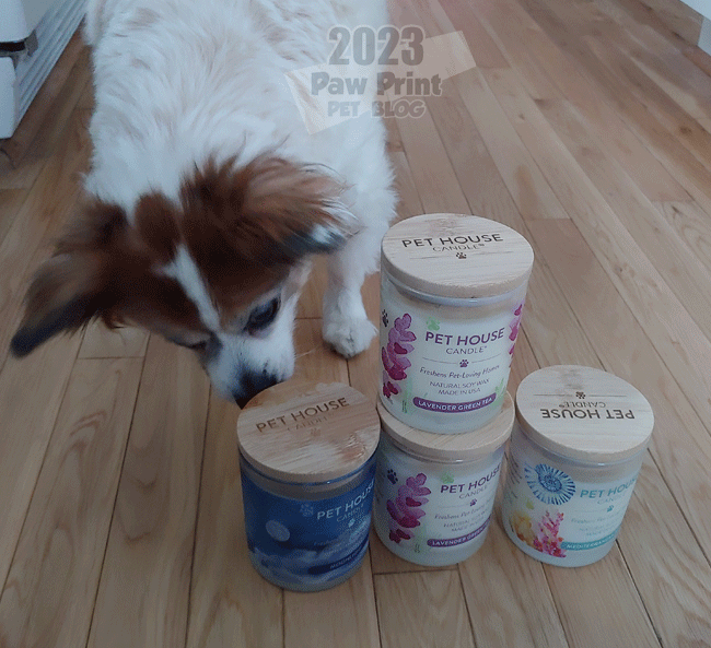 Pet House Candles Review – Paw Print