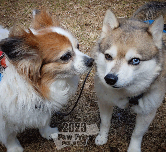 What is Spring Fever? Can Dogs Catch It? – Paw Print